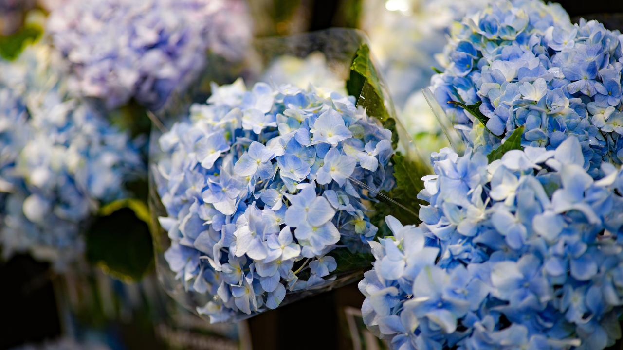 The secret to keeping hydrangeas happy all summer – Automate Your Life