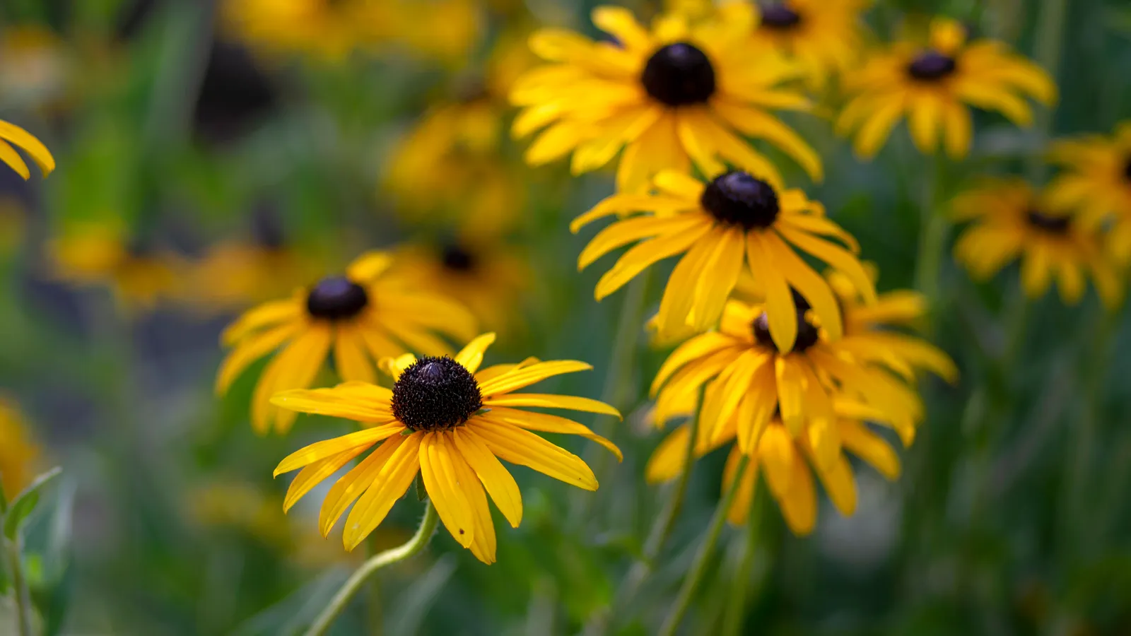 17 Plants to Prune in May for Better Blooms – Automate Your Life