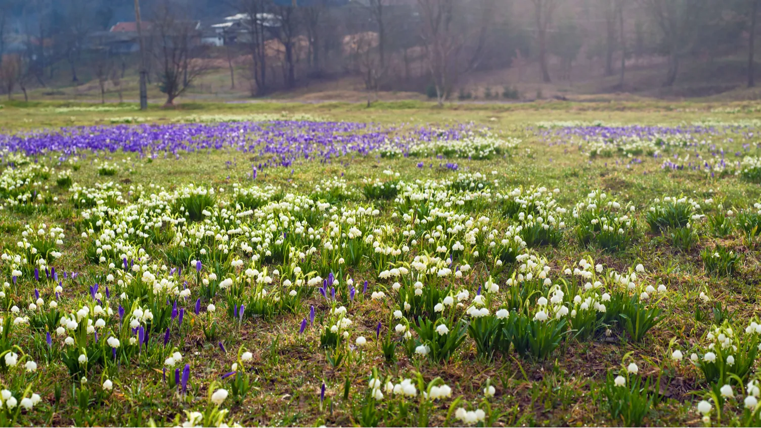 A simple guide to planting snowdrops in your garden – Automate Your Life