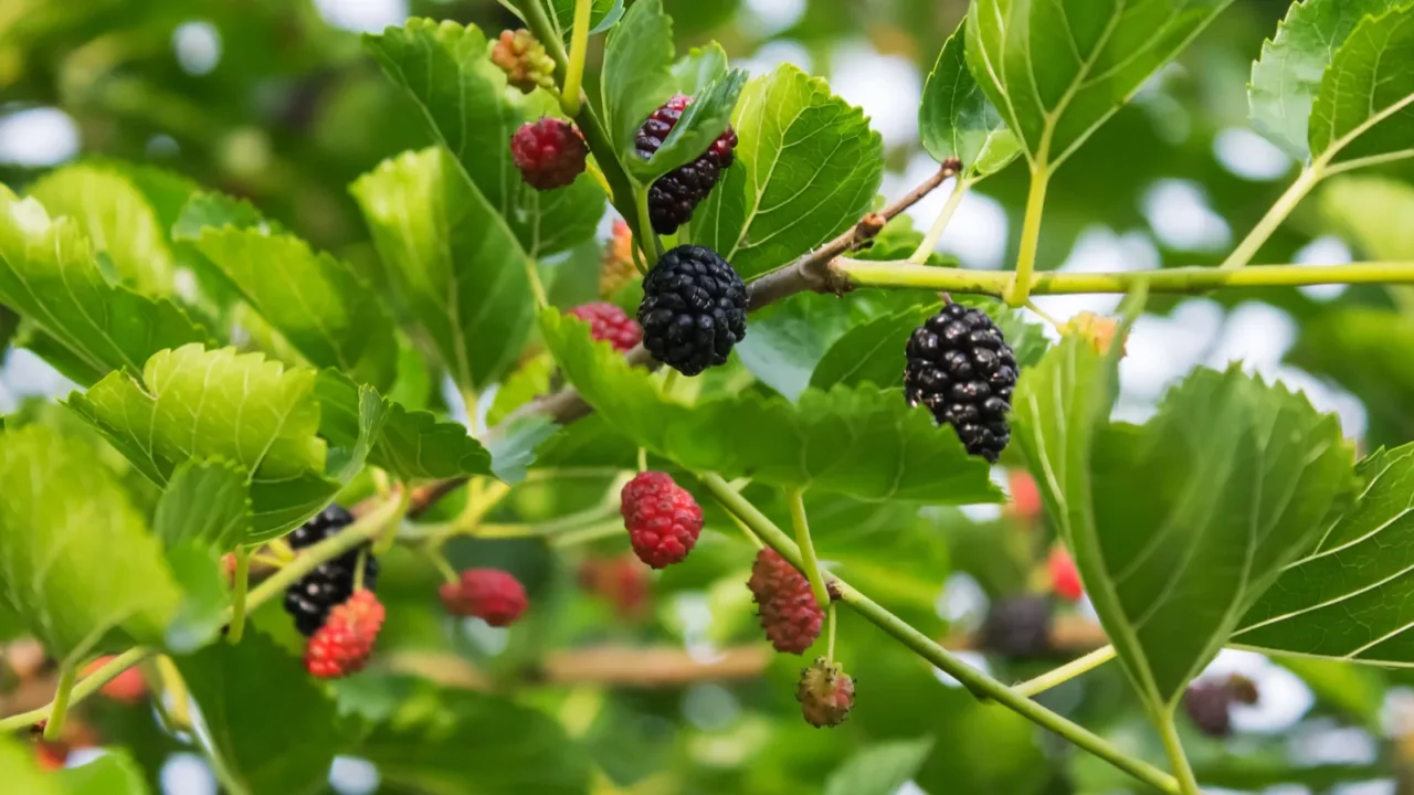 These summer fruits prove small-space gardening can deliver big results ...