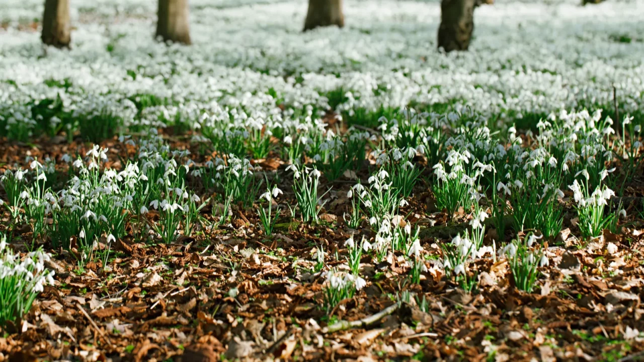 A simple guide to planting snowdrops in your garden – Automate Your Life