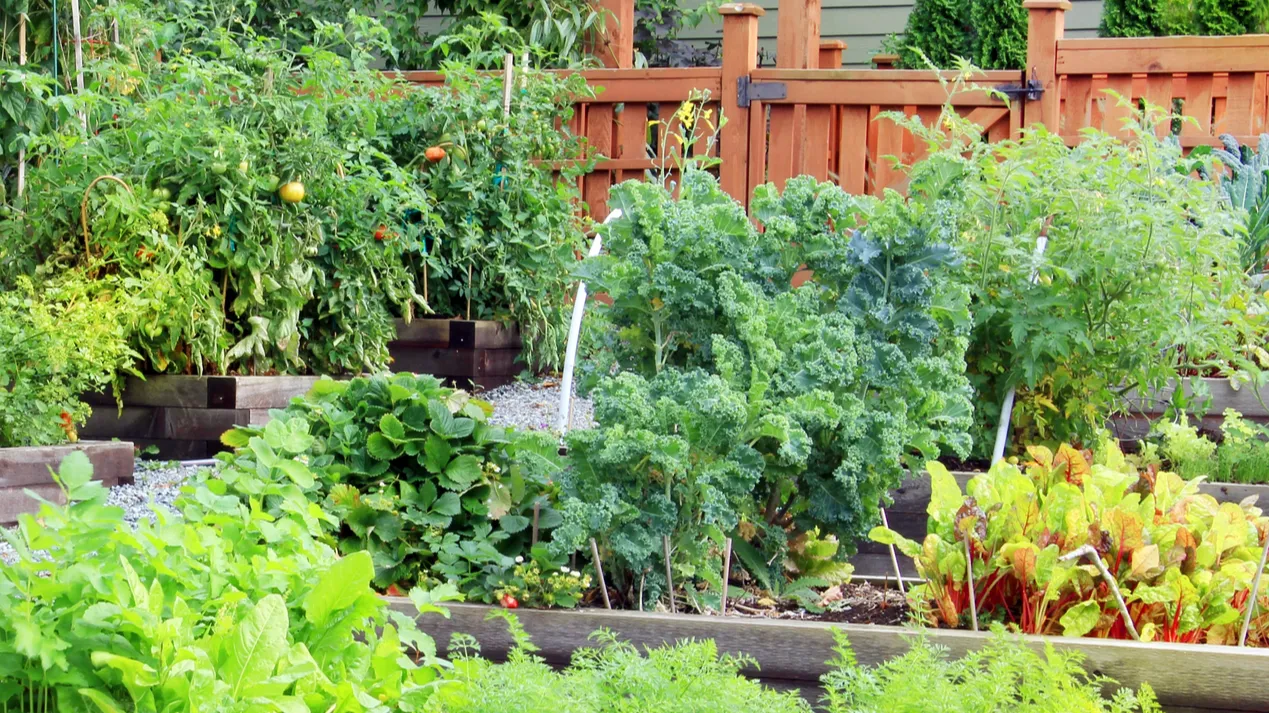 Five cold-tolerant vegetables to plant before spring arrives – Automate ...