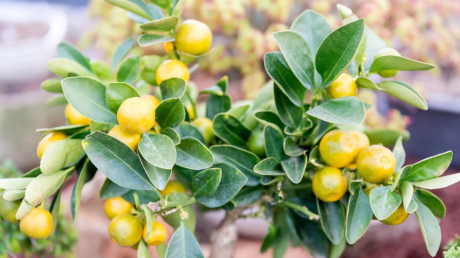 These summer fruits prove small-space gardening can deliver big results ...