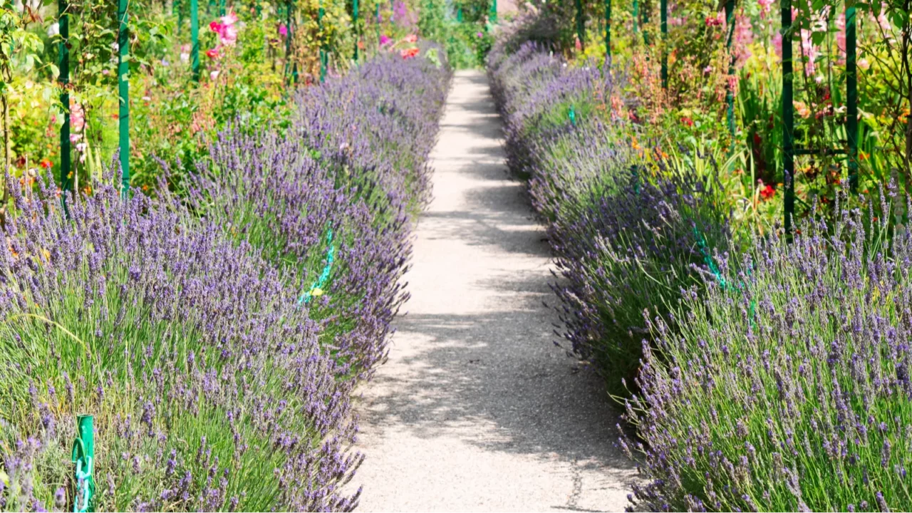 A beginner’s guide to creating a beautifully fragrant garden – Automate ...