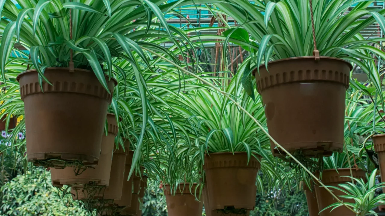 Why spider plants remain a favorite for indoor gardening – Automate ...