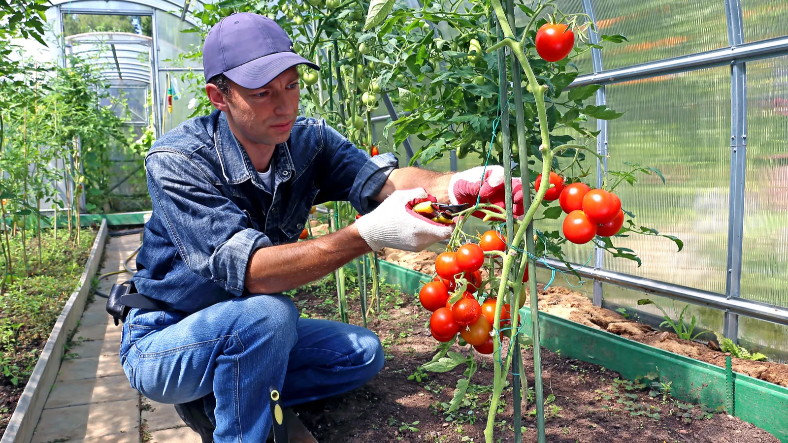 Smart tomato growing tricks most gardeners don’t use – Automate Your Life