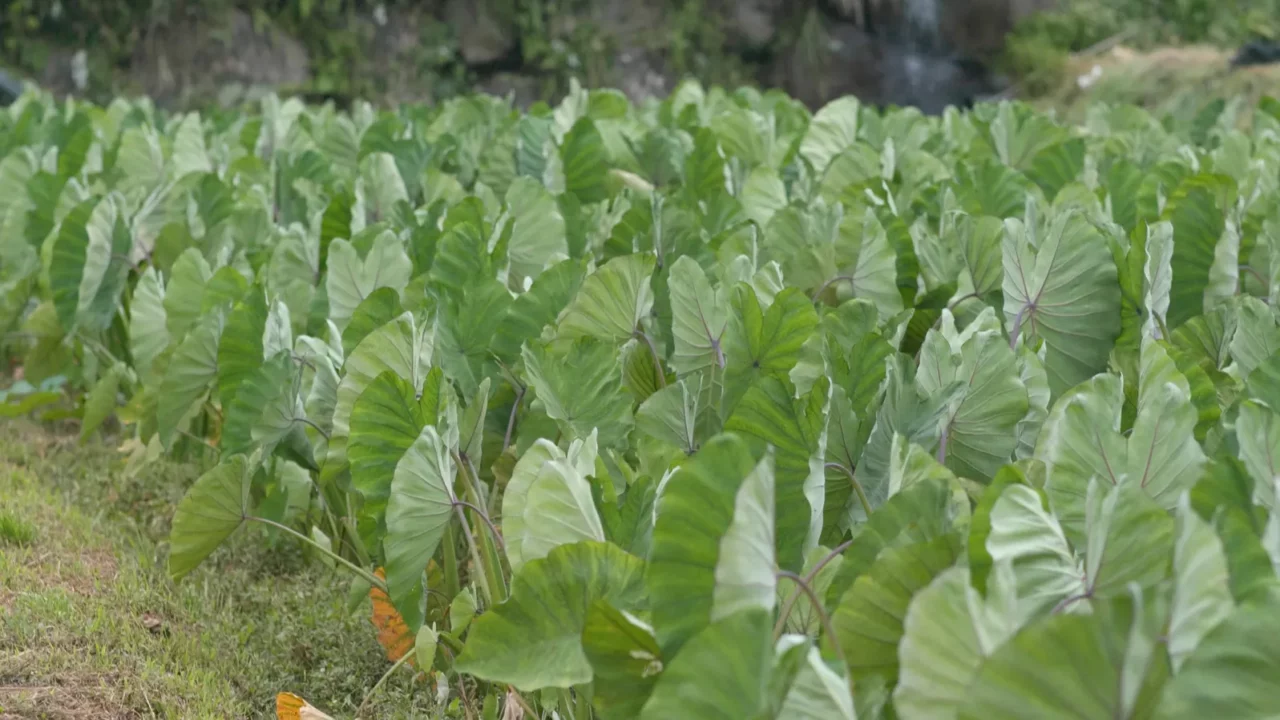 Think twice before adding these snake-attracting plants to your ...